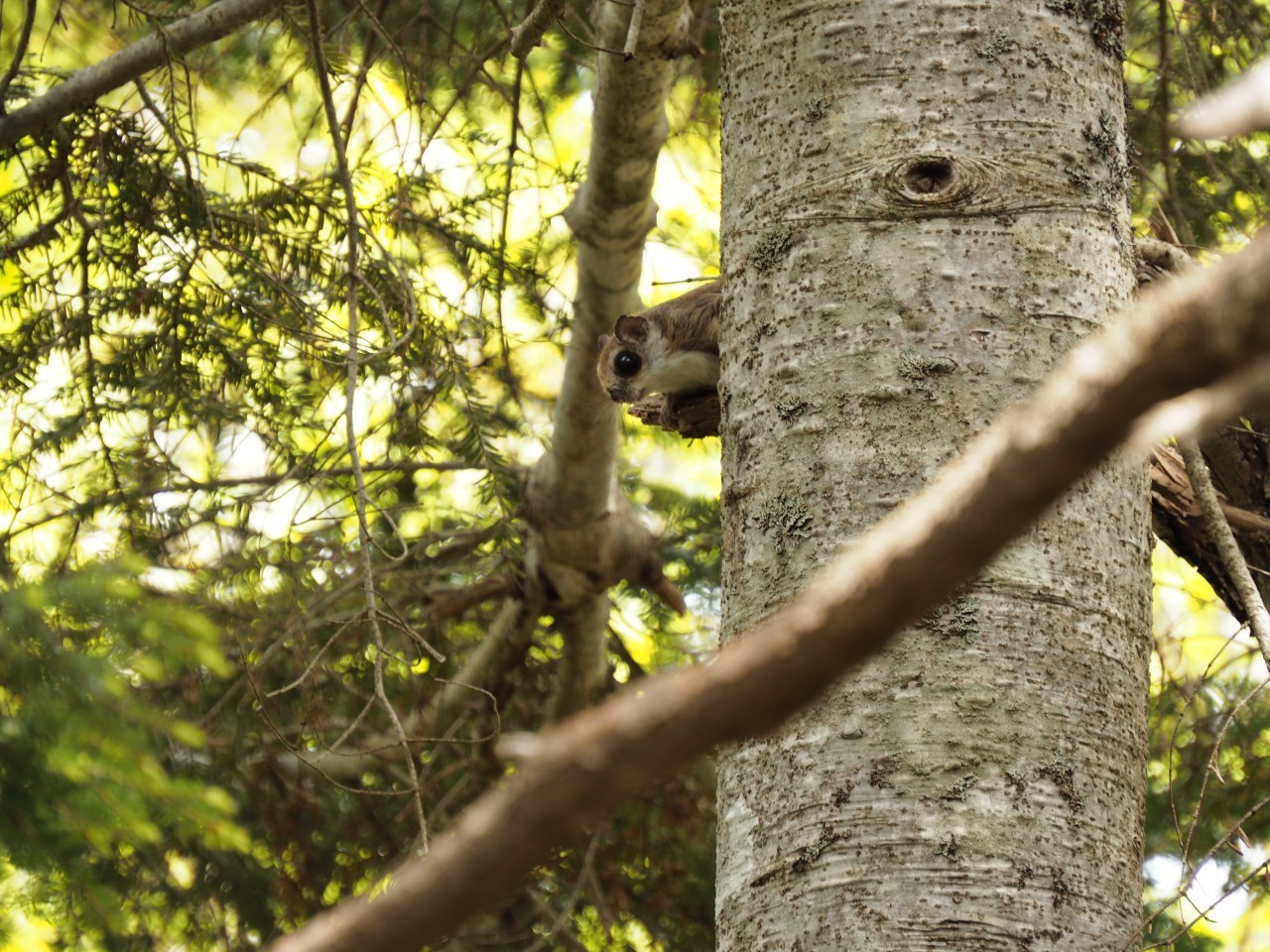 モモンガ/Japanese dwarf flying squirrel | 自然トピックス | 志賀高原自然保護センター