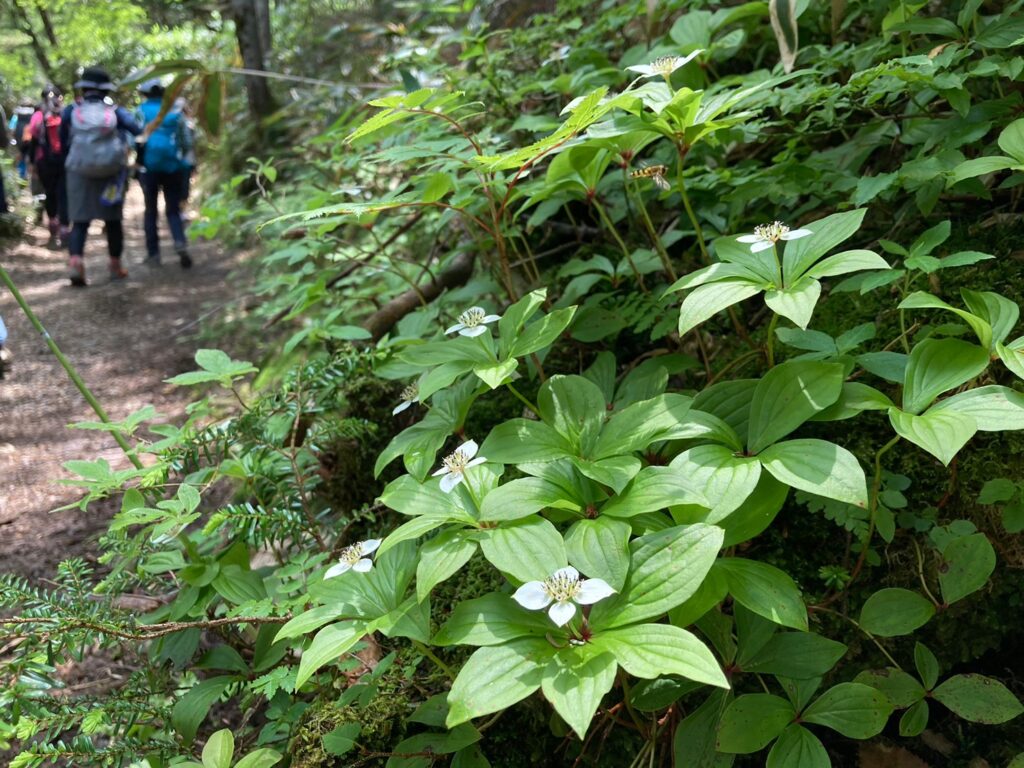 四十八池湿原・大沼池コース/Shijuhachi-ike Wetland and Onuma Pond Course | 自然トピックス ...