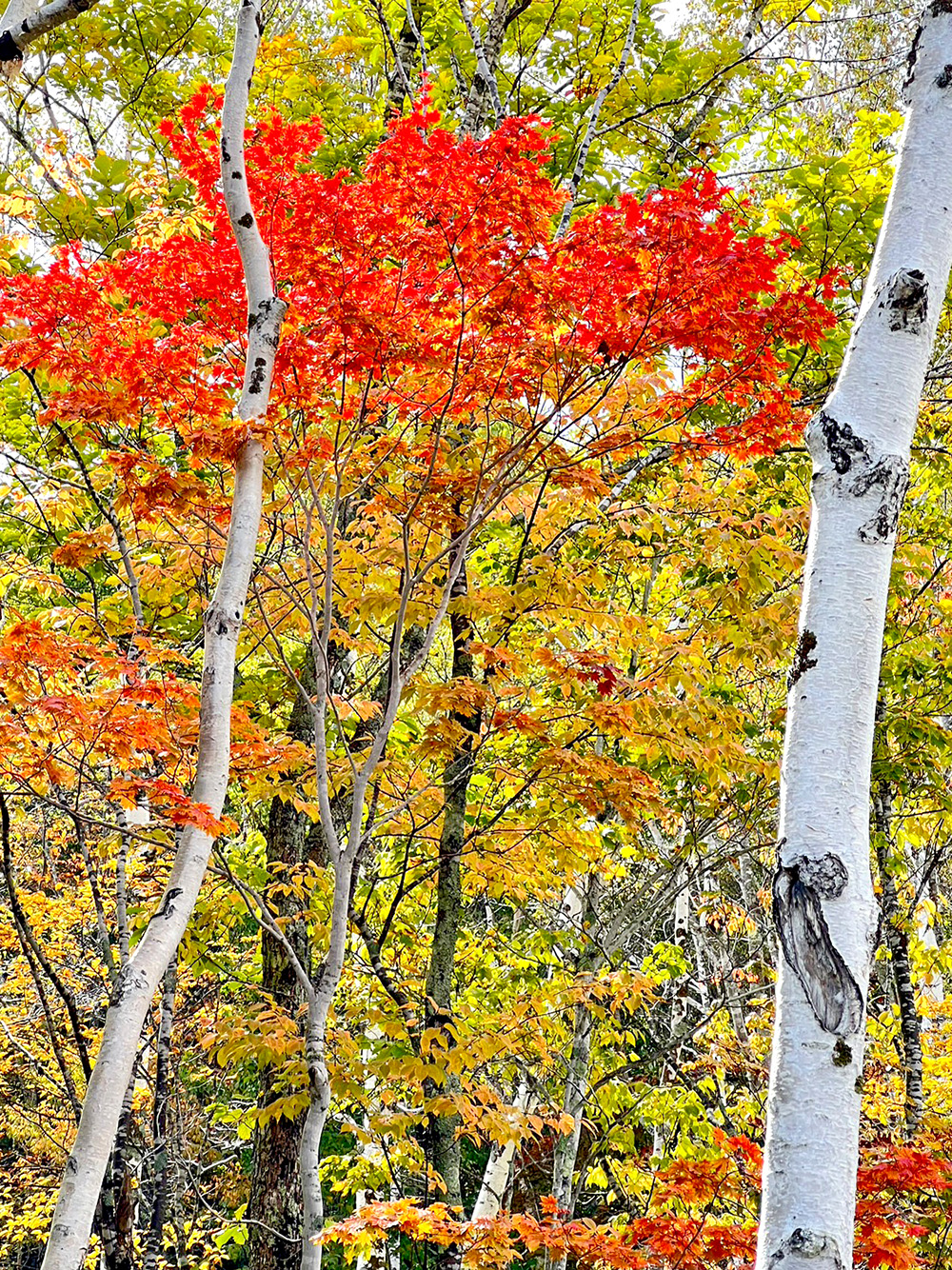 10月11日紅葉情報/October 11th Fall Foliage Update | 自然トピックス | 志賀高原自然保護センター