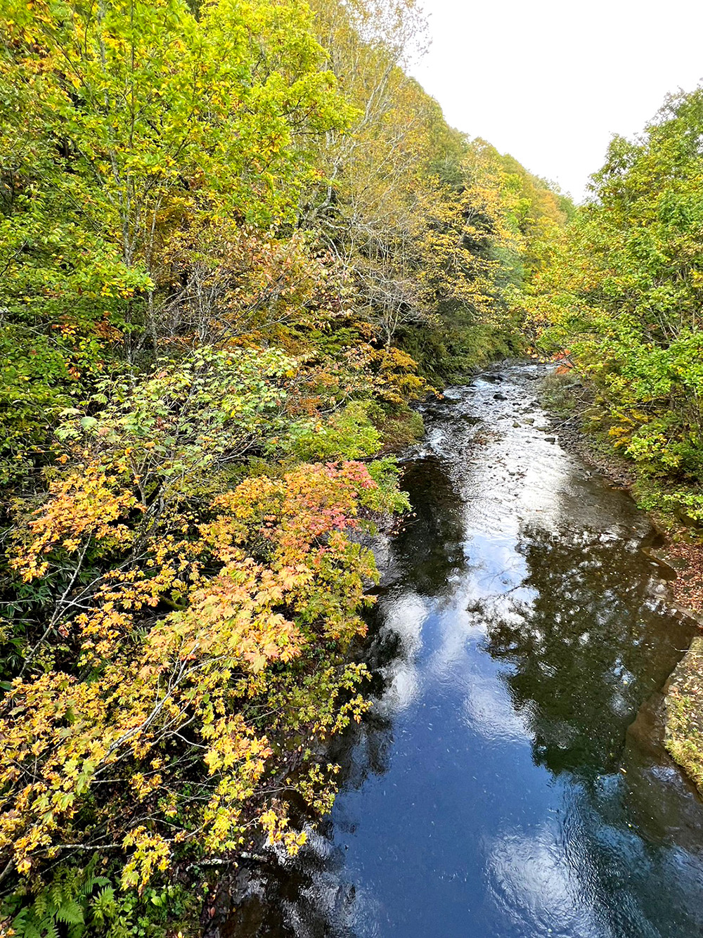 10月11日紅葉情報/October 11th Fall Foliage Update | 自然トピックス | 志賀高原自然保護センター